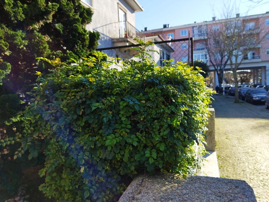 Foto: Sebes de Rui Duarte #330751 - Habitissimo